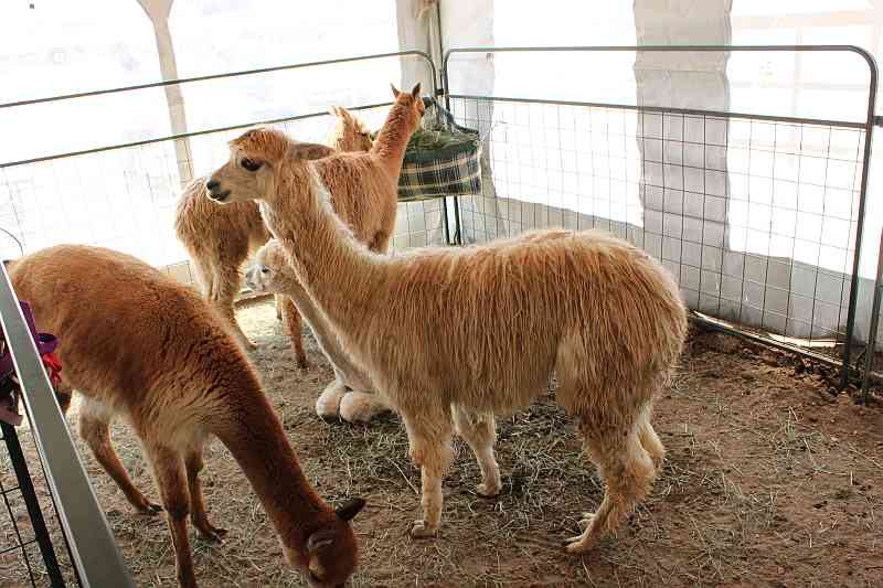 Easy Living the Hard Way: Paco- Vicunas