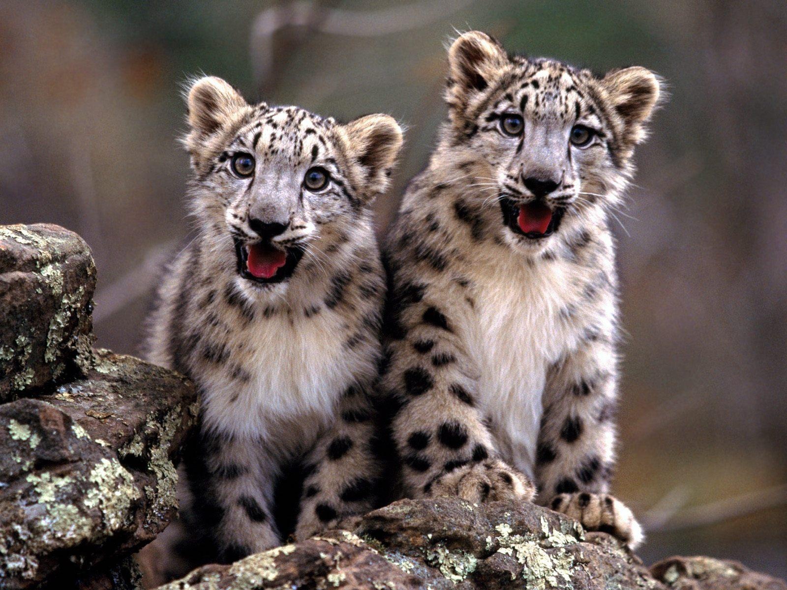 Animal Of The Day Panthera Uncia animal-of-the-day-panthera-uncia