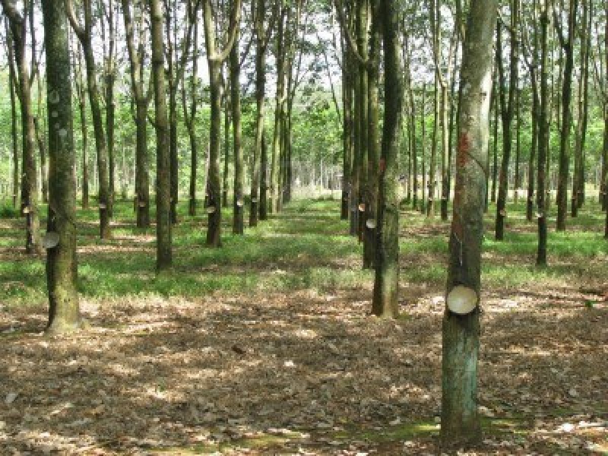 Prateek Mishra: Plantation Of Tree