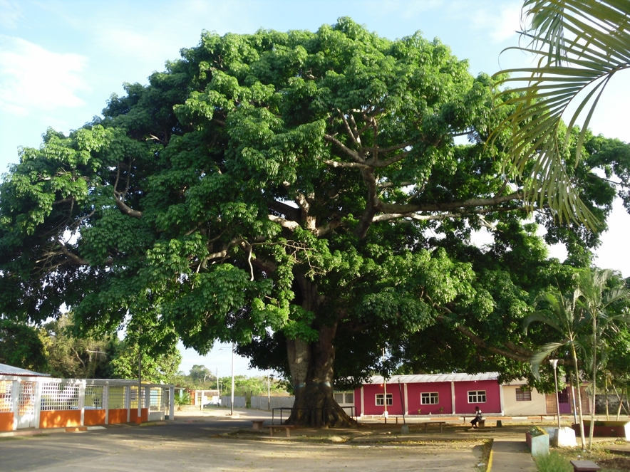 Guayana: Eje Sur Upata Santa Elena de Uairén: Las Venerables y Gigantes ...
