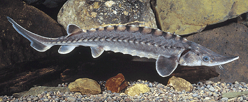 Katy J Negus. BA Hons. CG Arts & Animation: Sea Monster Research