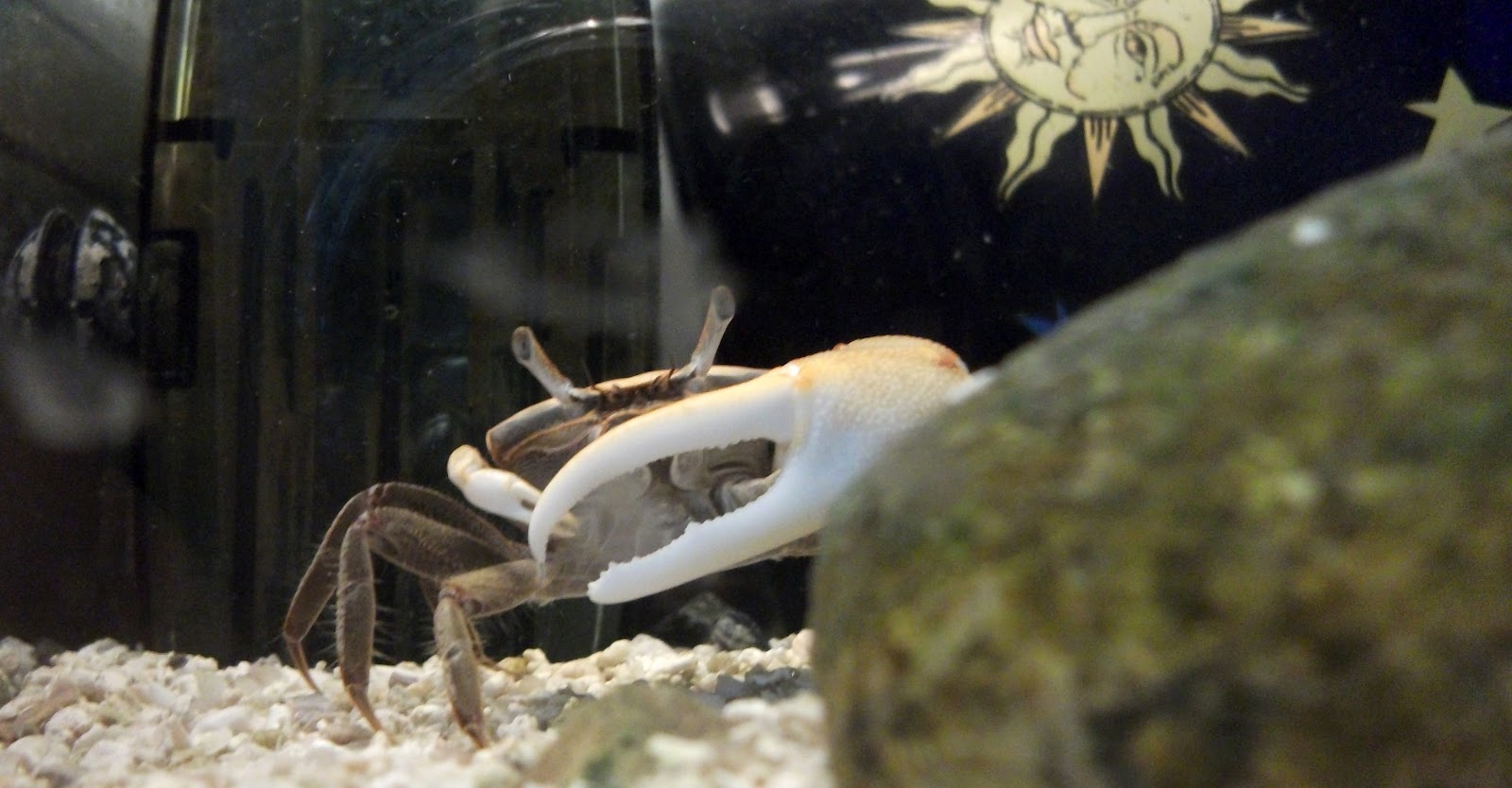 Embrace the Random: The Care and Maintenance of Fiddler Crabs