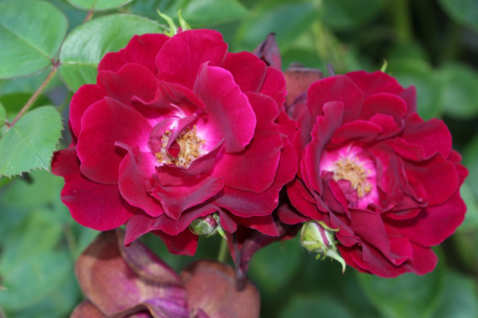 Fishtail Cottage Garden 7/6/15