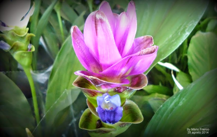 Meu Cantinho Verde: CURCUMA - ( Curcuma alismatifolia )