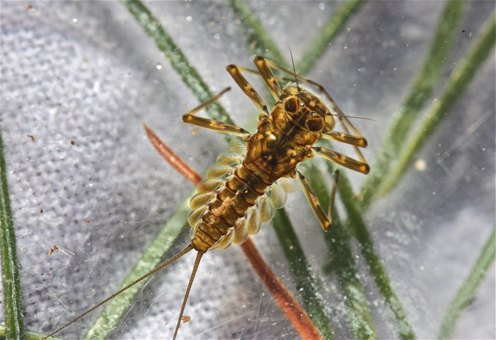 Aquatic Insects of Central Virginia: New Stream: New Genus of Small ...