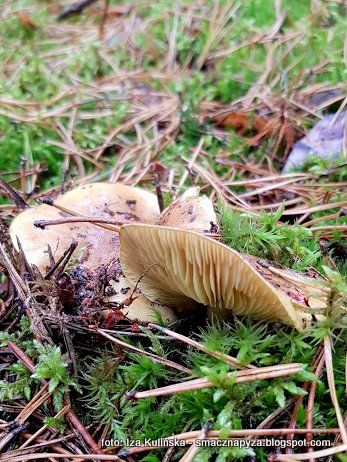 Niedziela w październikowym lesie | Smaczna Pyza