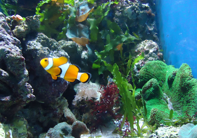 Kitzbitz Art Glass: The Aquariums at Regents Park Zoo, London