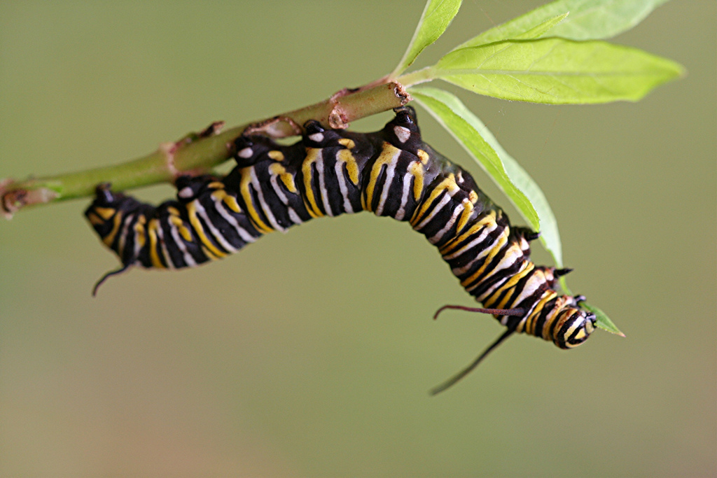 Natureza e Vida: PARA QUE SERVE OS INSETOS NO MEIO EM QUE VIVEMOS ...
