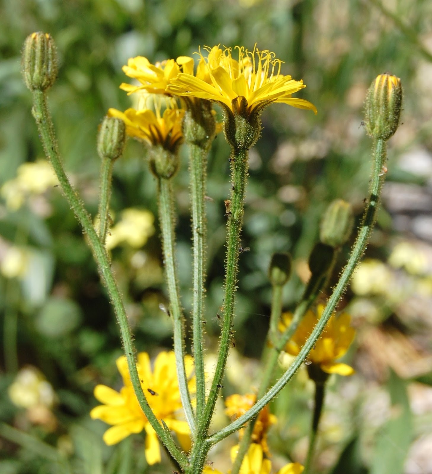 Plantas: Beleza e Diversidade: Crepis lampsanoides