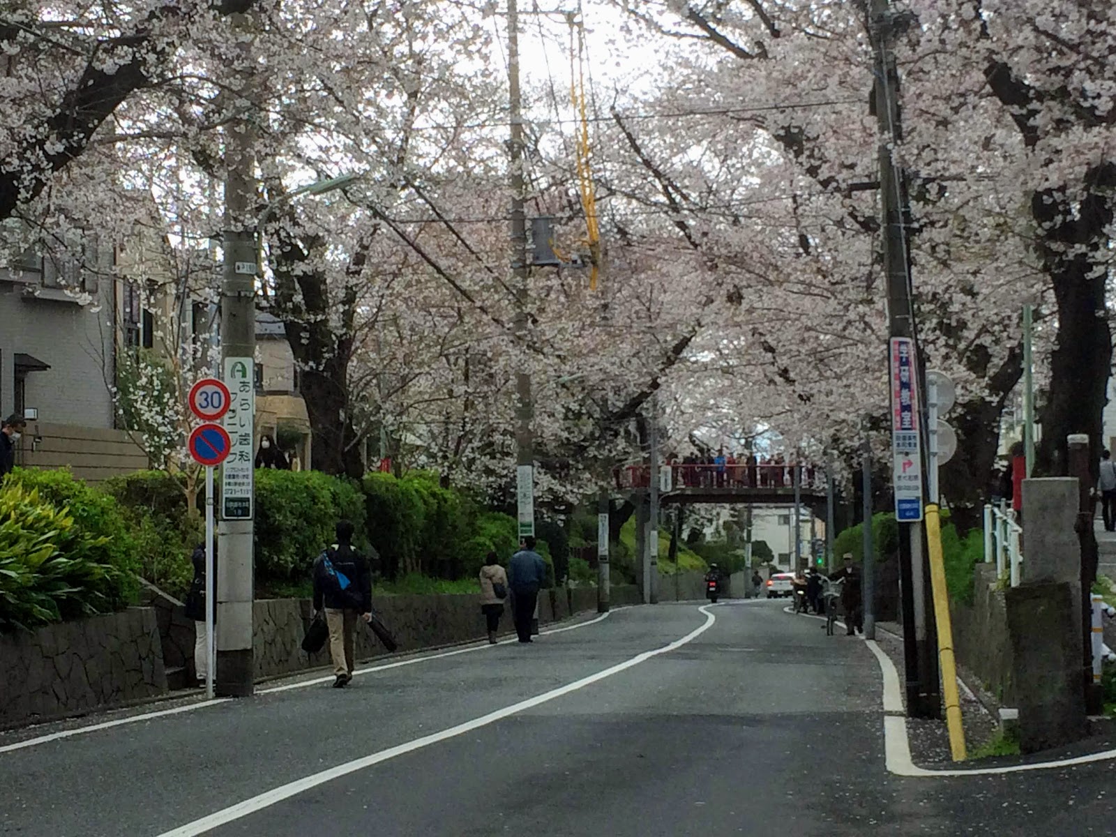 Our Adventures in Japan: sakura walk(s) (sakurazaka & meguro river)