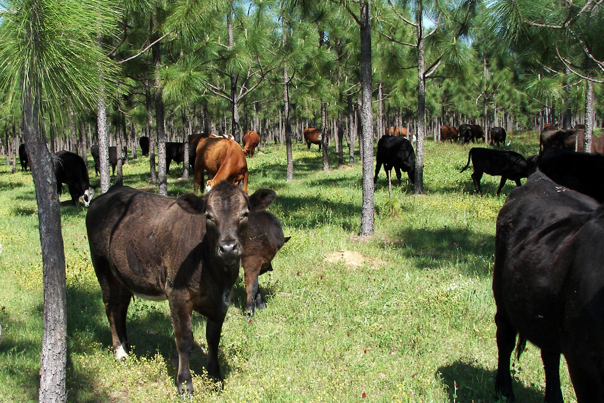 The Rural Blog: Increasingly popular practice of pasturing livestock in ...