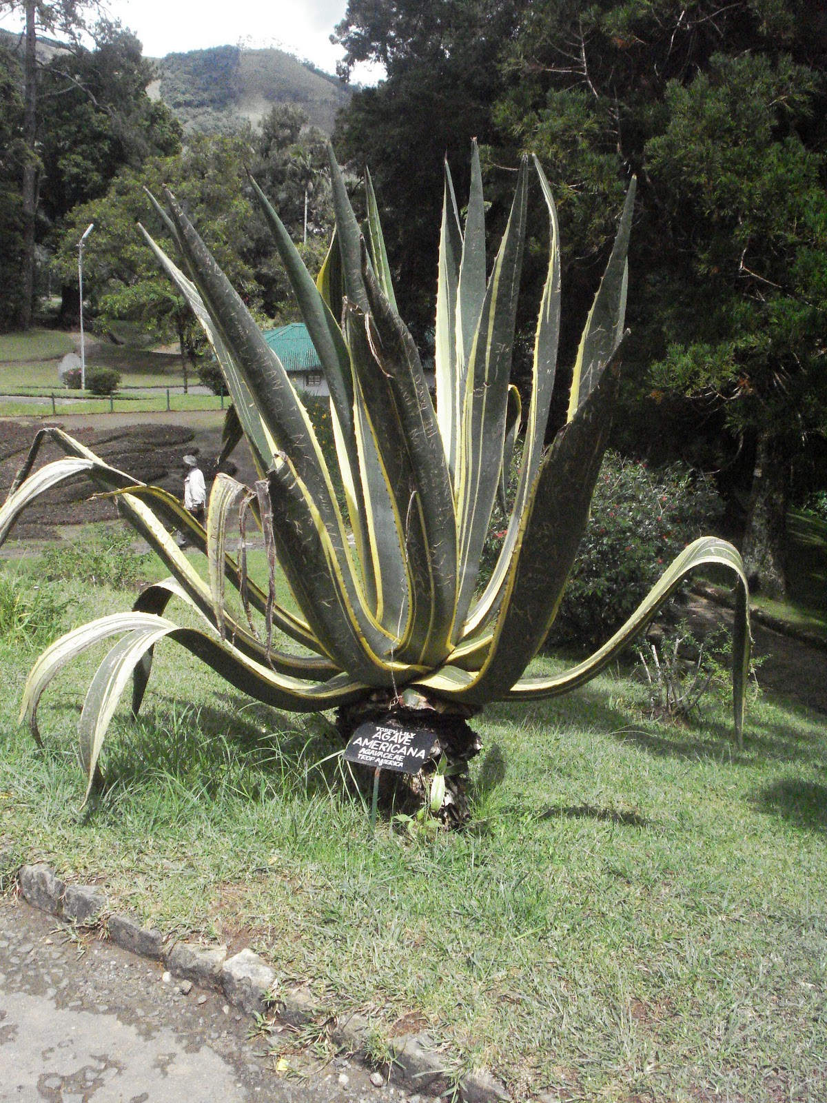 DK CELLULER,RIKILLAGASKADA: jute-trees