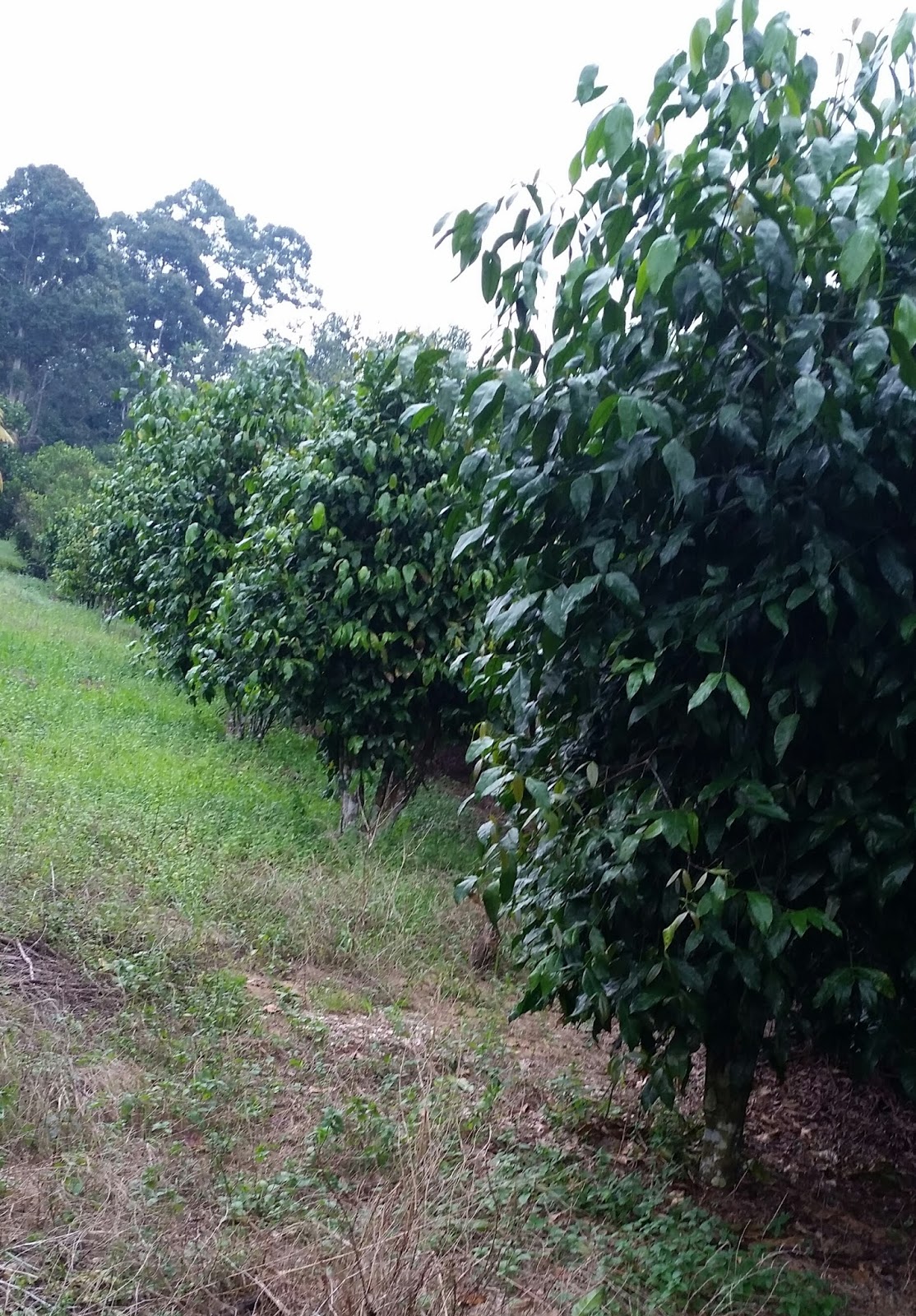 Warisan Petani: Pokok Belinjau.