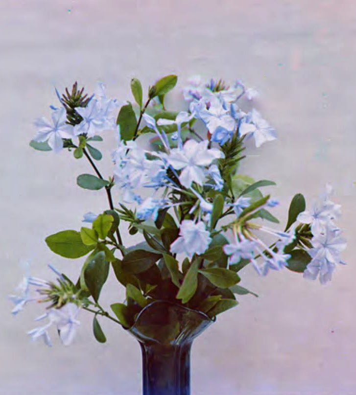 Los Grandes Fotografos: Sarah Angelina Acland (1849-1930)