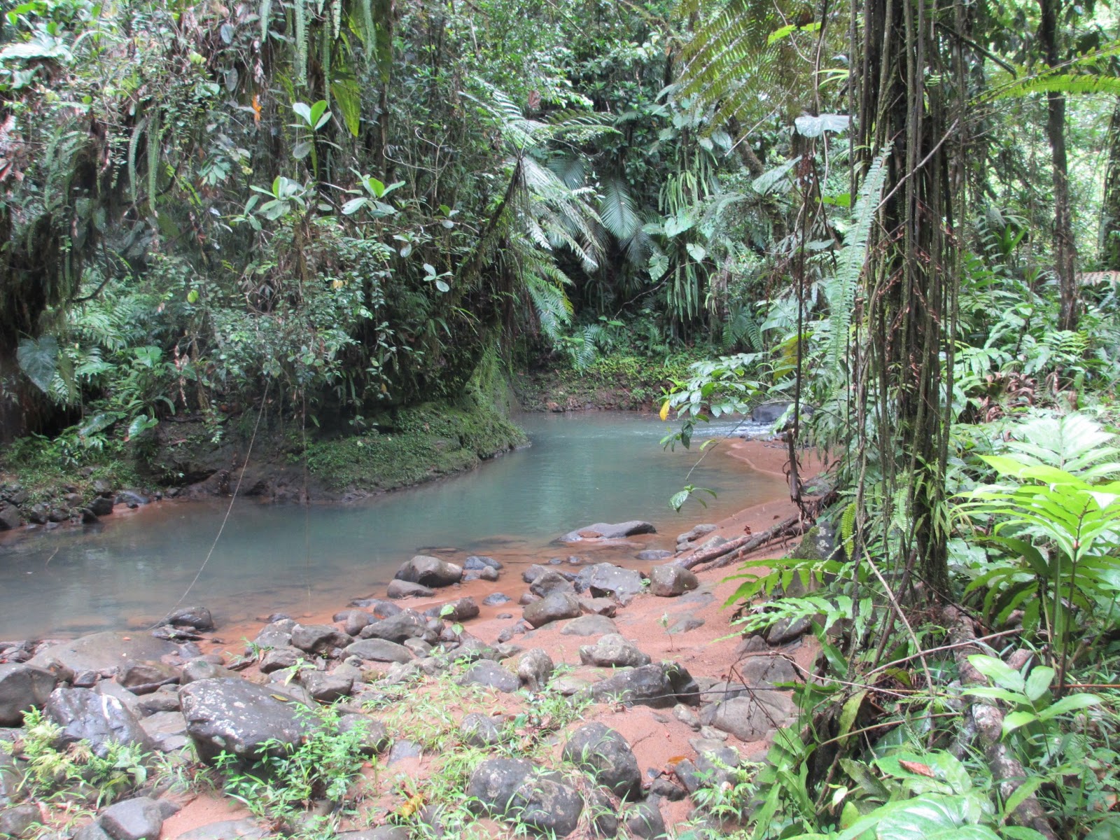 Belette Than en Gwada: La trace de la rivière Quiock