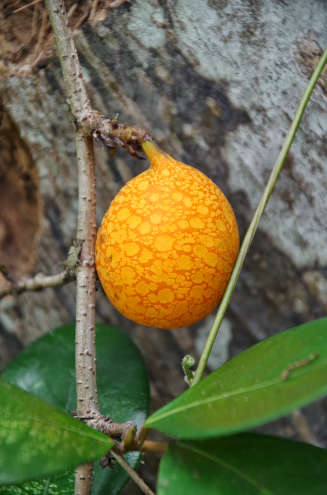 Trees and Plants: (Climbing Fig) Ficus punctata