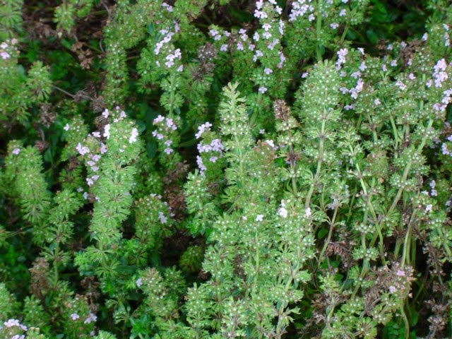 TOMILLO: PLANTA MEDICINAL "TOMILLO"