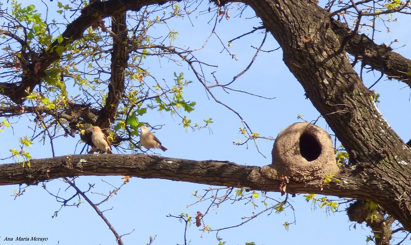 Imágenes y sentidos: SERIE:PAREJA DE HORNEROS EN SU NIDO.