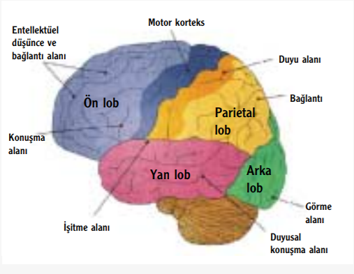 Beynin Yapısı Nedir