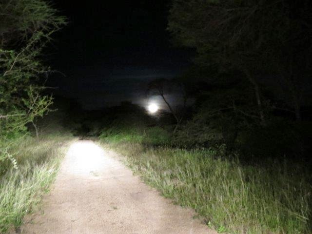 memorable meanders: Wild at night in the bush!