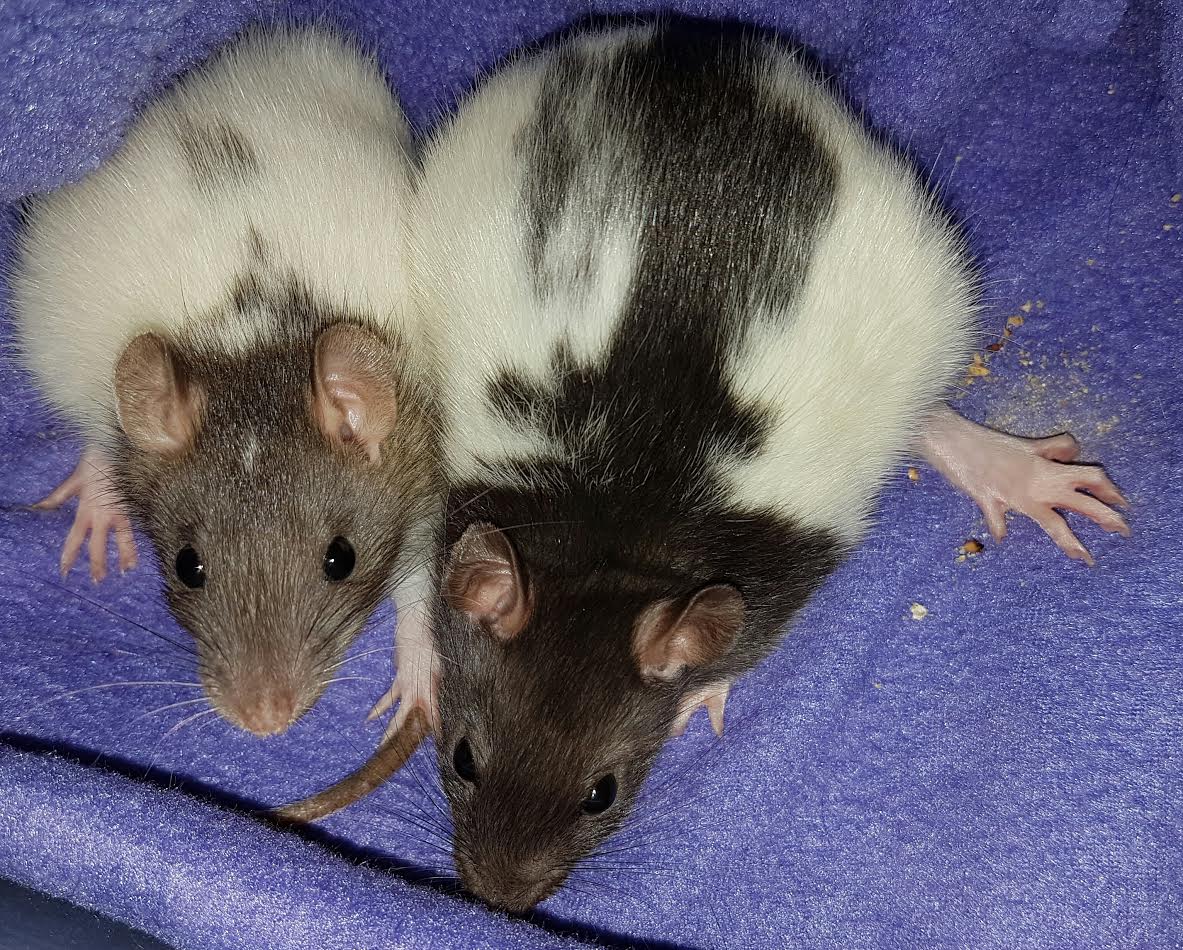 Happy Tails - Worcester Foster Rats