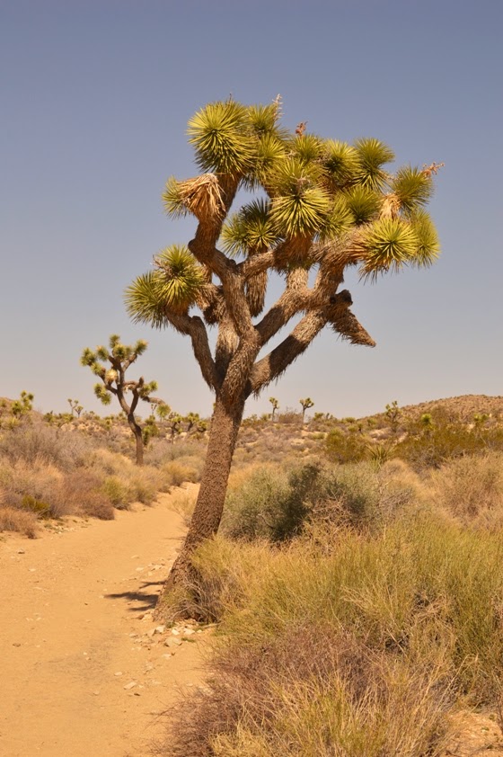 My Own 100 Hikes: Hike 2014.013 -- Pine City, Joshua Tree National Park