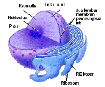 ENDOPLASMIC RETICULUM ~ About Biology