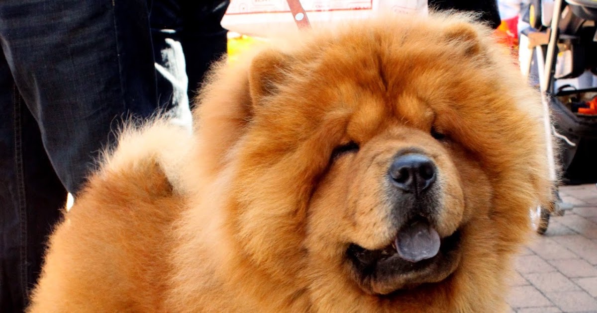 Cães Fofos!: Xau-Xau!!