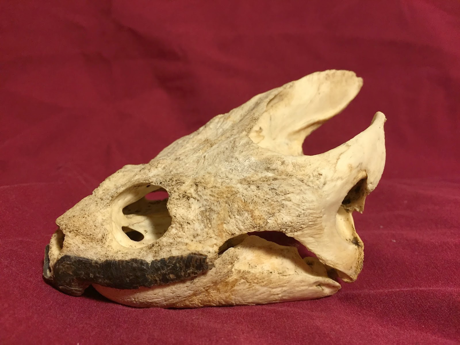 The Nature Geek: Revealing the Mystery of Skulls