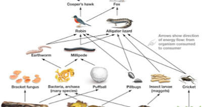Black Mamba Food Chain