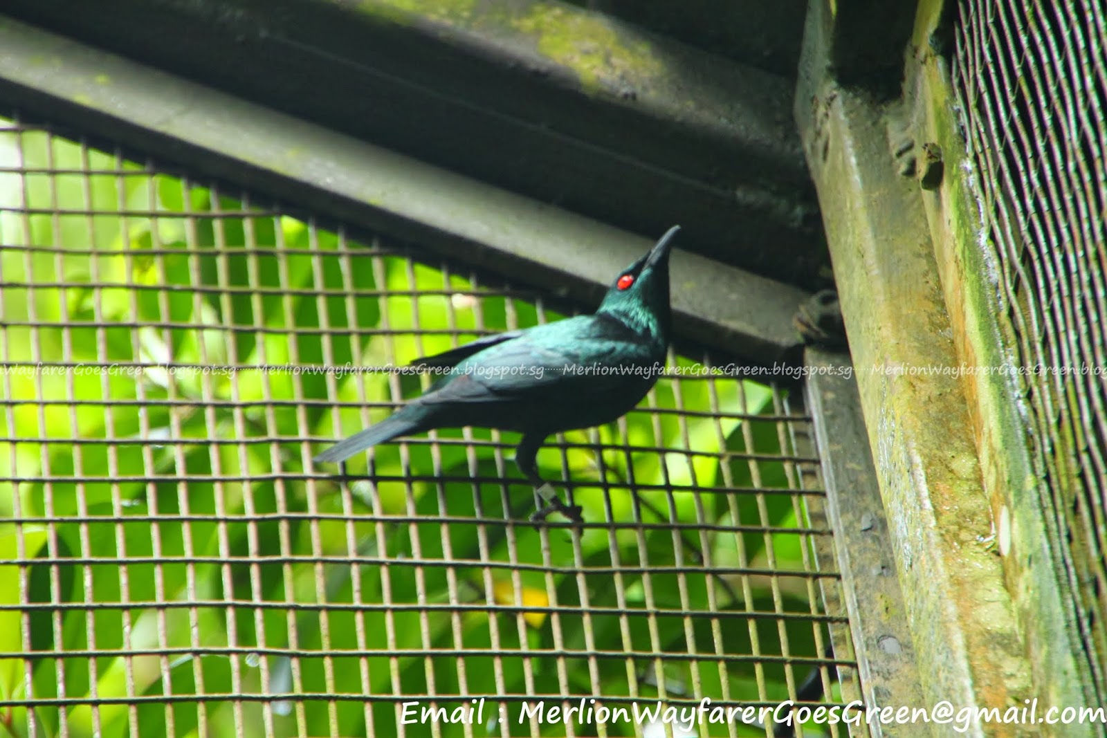 Jurong Bird Park - Southeast Asian Birds Aviary ~ Merlion Wayfarer Goes ...
