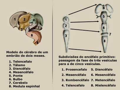 Anatomia