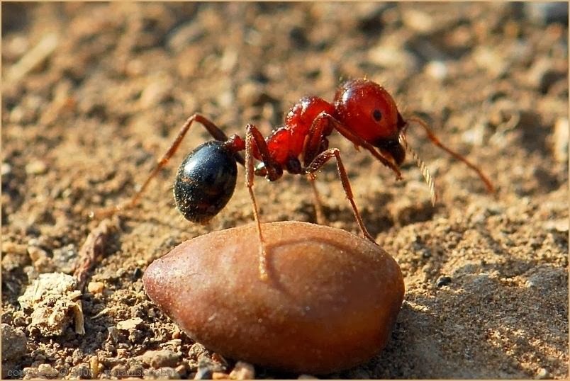 Dynamic Animals: Curiosidades de las Hormigas, esos seres diminutos que ...