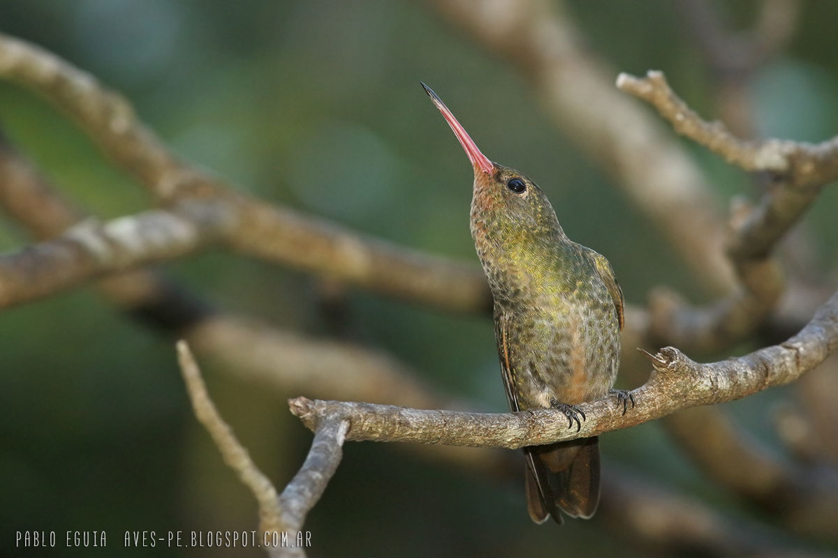 mis fotos de aves: Hylocharis chrysura Picaflor Bronceado Gilded ...