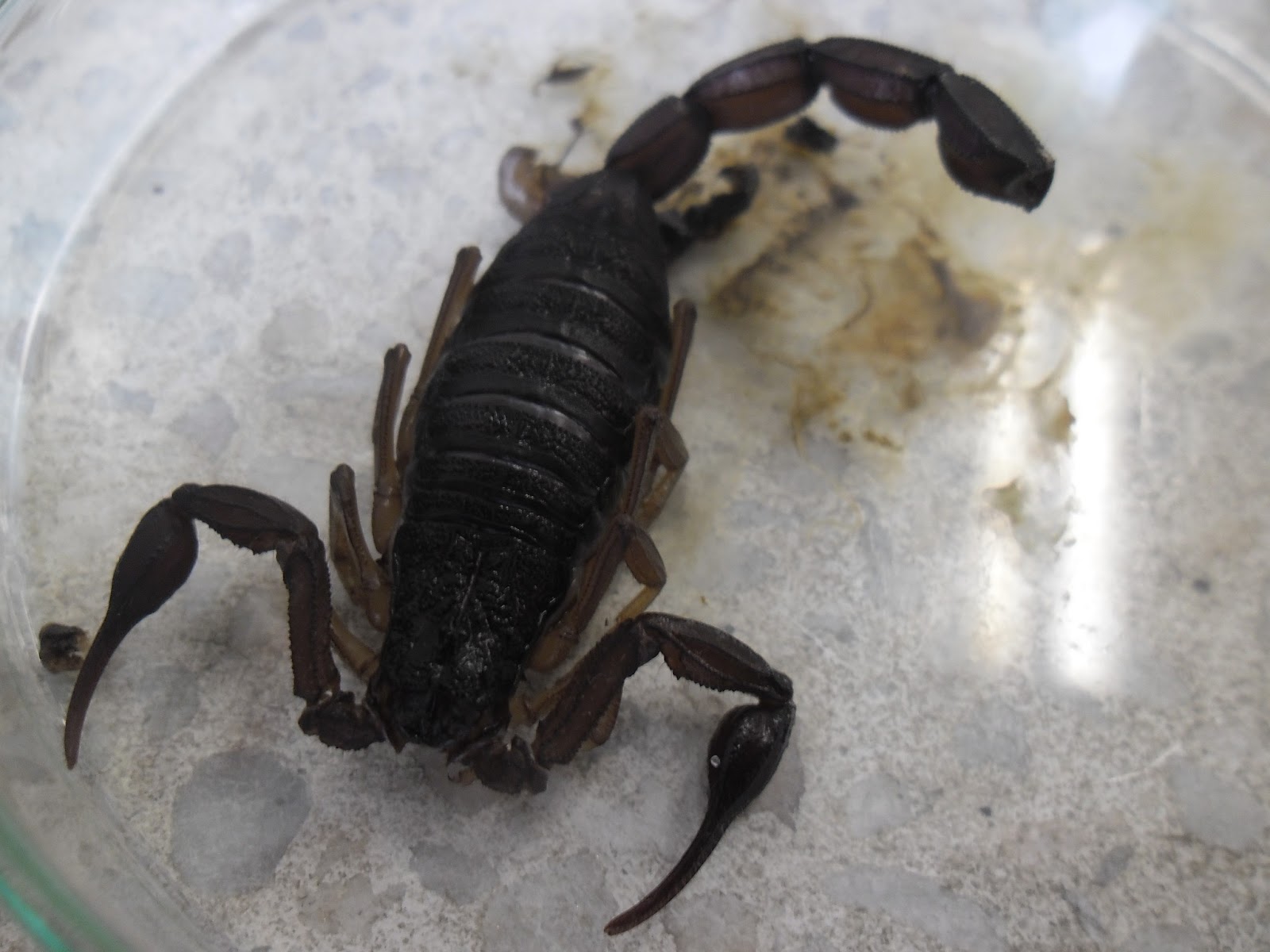 ZOOLOGÍA Y FISIOLOGÍA ANIMAL : PRACTICA LABORATORIO ESCORPION