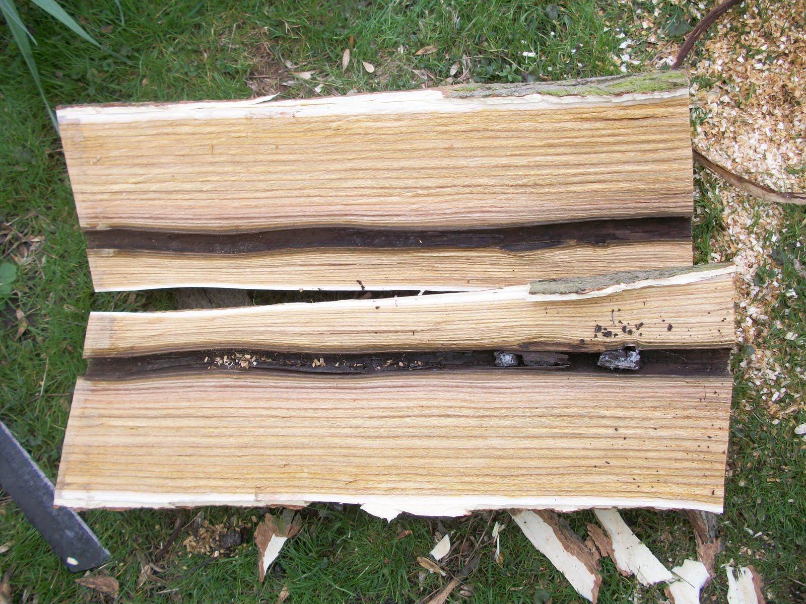 A Bodger's Blog: Rochester Catalpa Collection