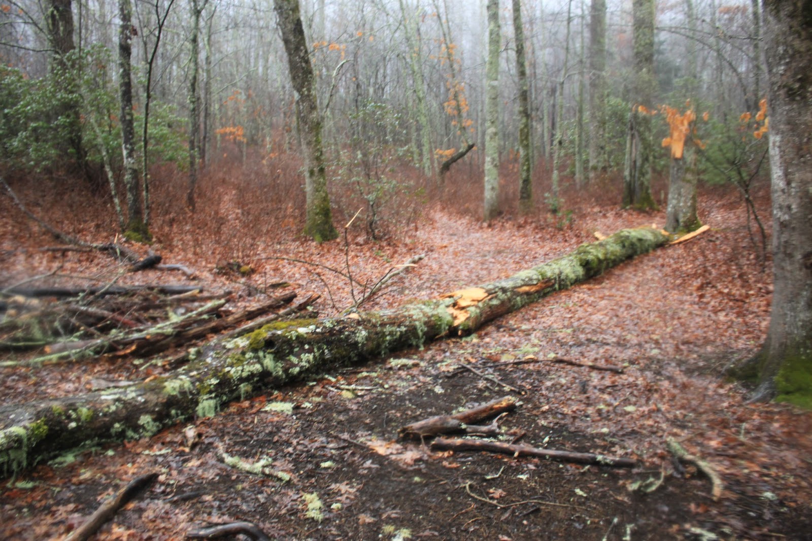 Til the Last Hemlock Dies: Deadfall!