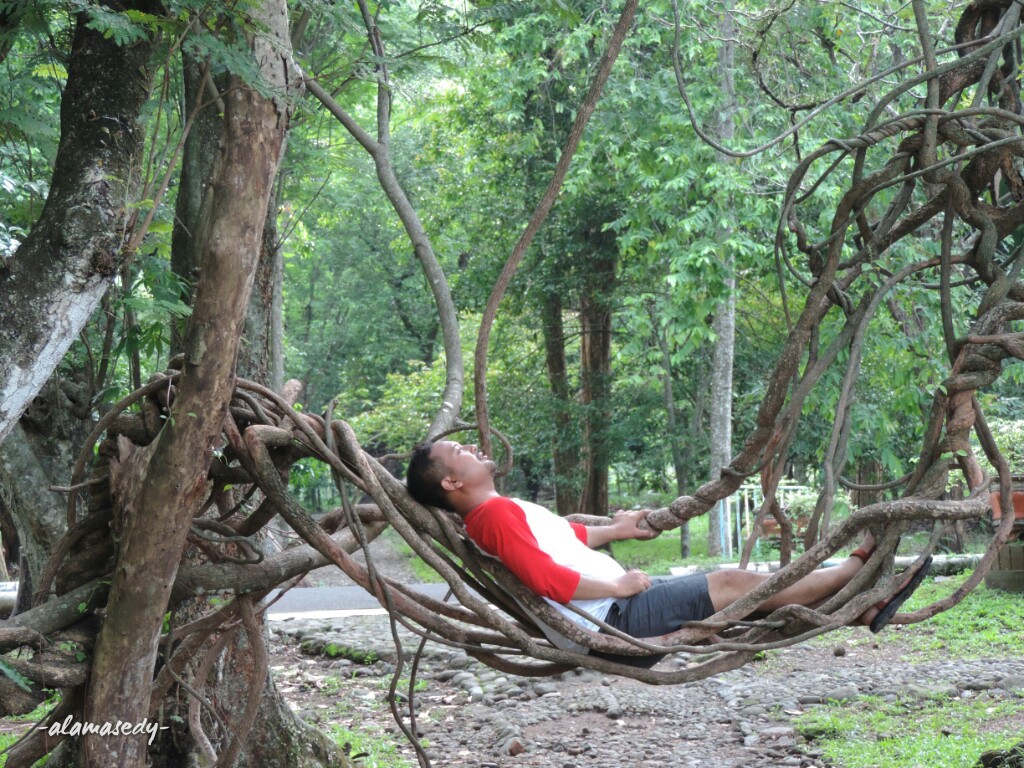 BERTEMU POHON UNIK DI KEBUN RAYA PURWODADI - alaMasEdy