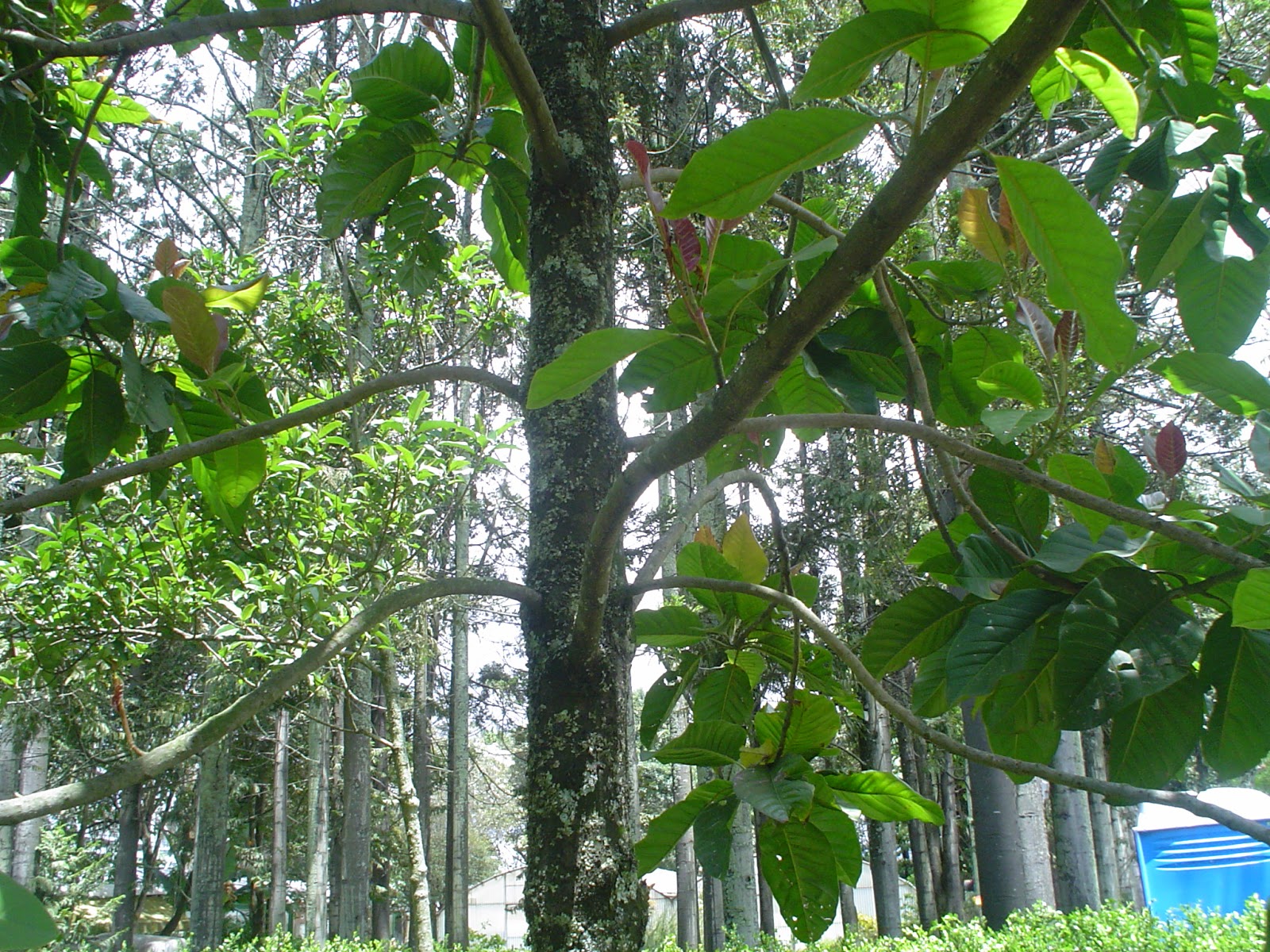 Biota Colombiana: Motta Ramos Nicolle-Magnolia hernandezii- Molinillo.