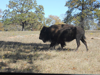 My Empty Nest: Woolaroc Museum & Wildlife Preserve, Oklahoma