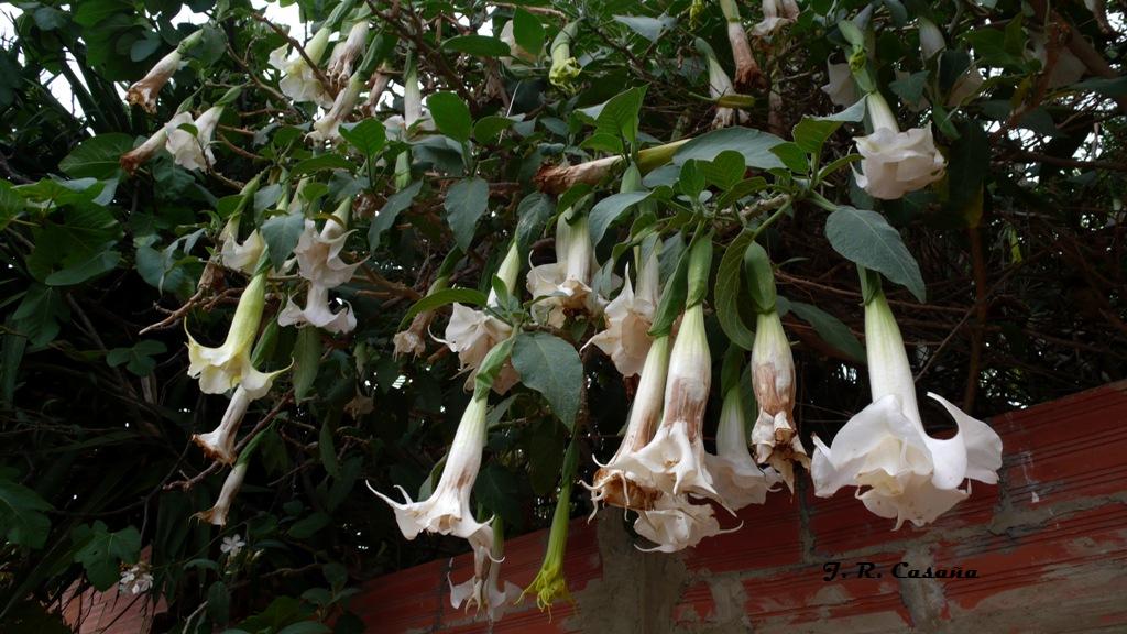 El Gallipato Alcublano: Estramonio (Datura stramonium)