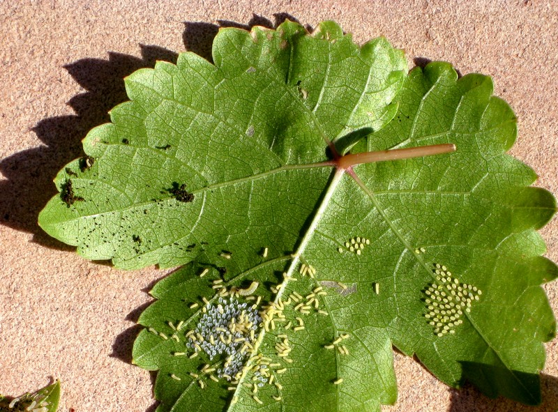 Xtremehorticulture of the Desert: Update on Grape Leaf Skeletonizer ...