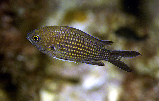 Peces y plantas ornamentales: Chromis Chromis - Castañuela