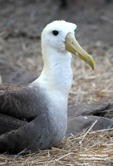 El Albatros de las Galápagos, Viajero del Pacífico : Viajes, Fotografía ...