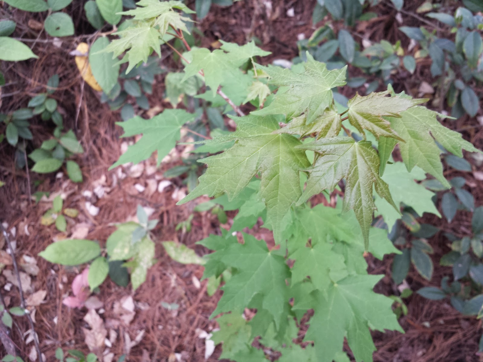 Los árboles: Maple (Arce) Canadiense