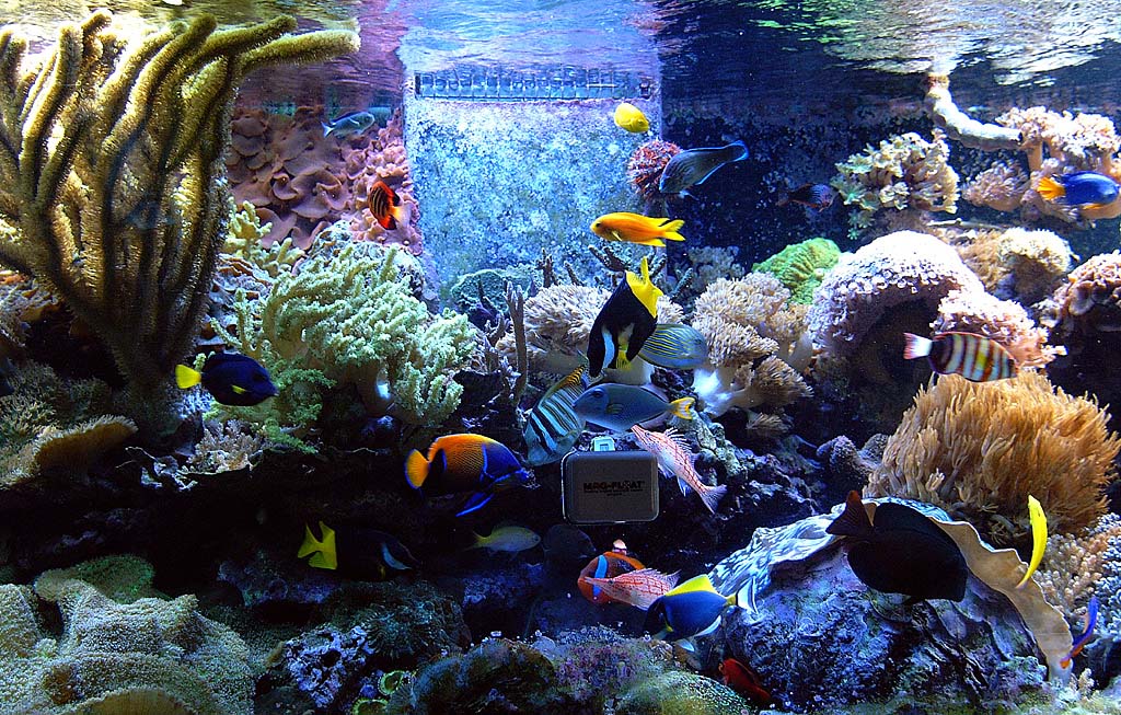 Fish Aquarium - Fishes