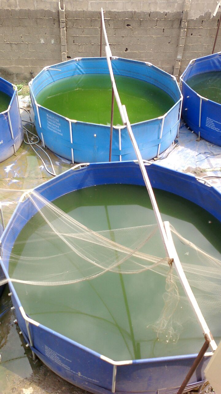 AGROPRENEURS ZONE: SECRETS TO SUCCESS IN CATFISH FARMING