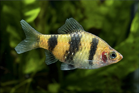 විසිතුරු මසුන් (Ornamental Fish): ලංකාවට ආවේණික මත්ස්‍ය විශේෂ...
