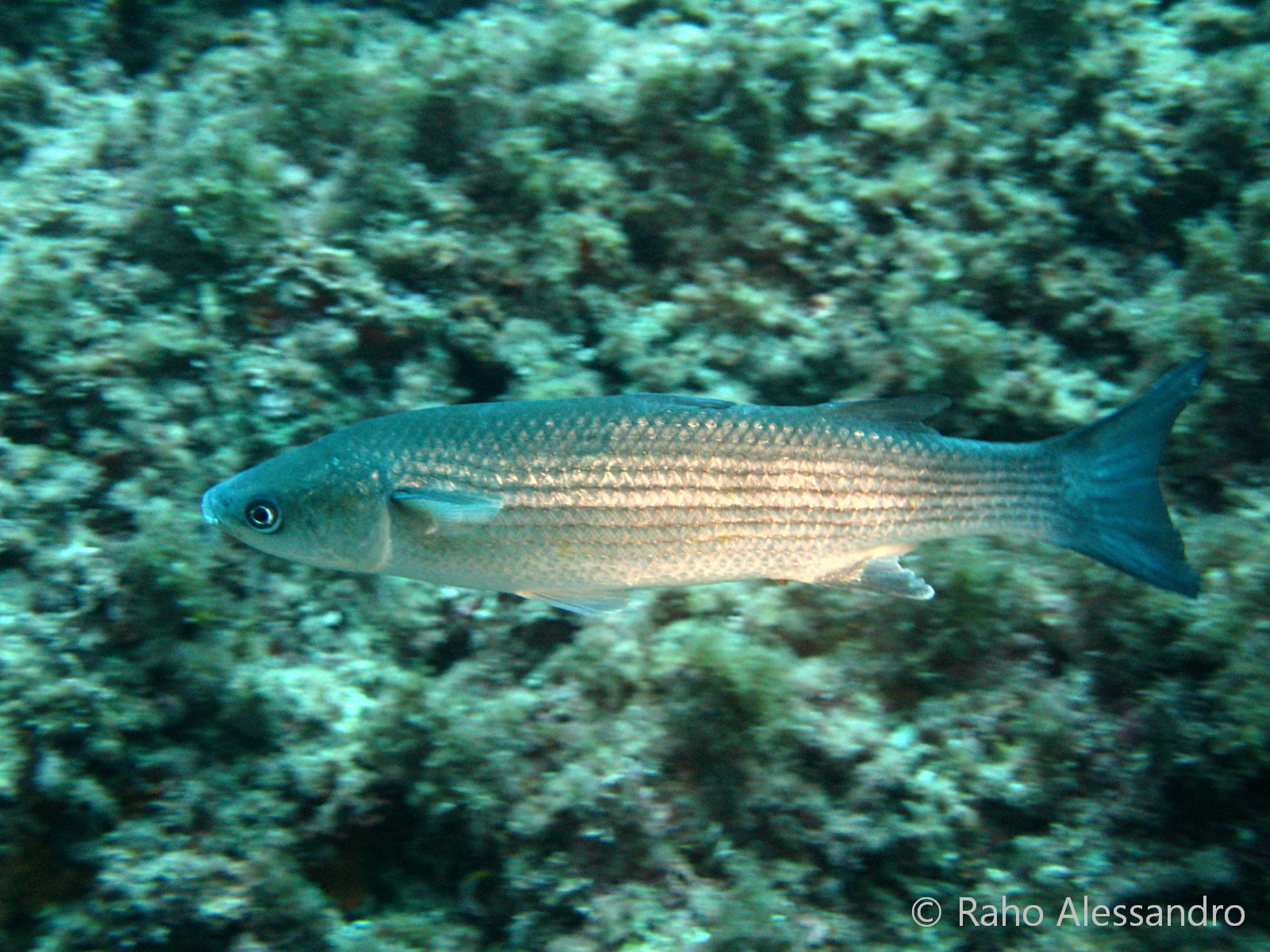 Necton e Plancton: Pesci: Cefalo Bosega