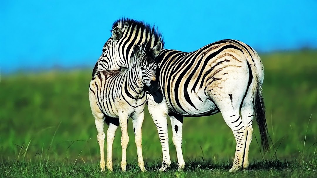 Zebra HD Wallpapers